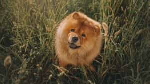 13 Dog Breeds With Unbelievably Lion-Like Manes