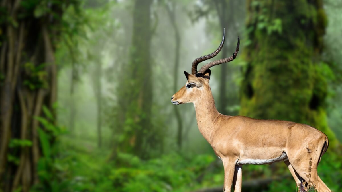 13 Endemic Animals Found In Just One Corner Of The World