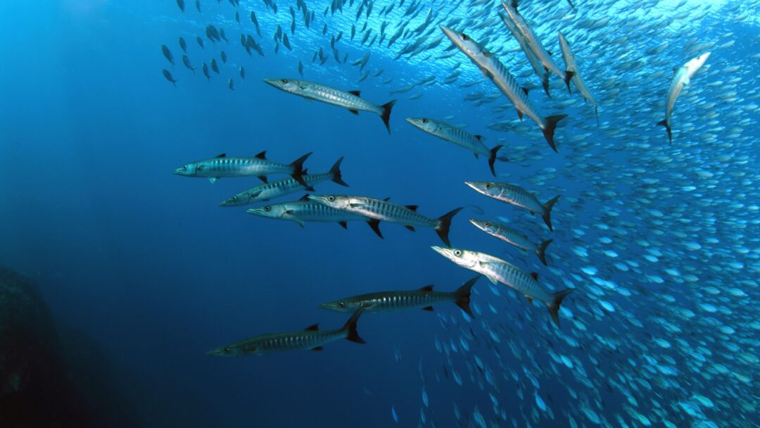 13 Fastest Sea Animals That Even Aquaman Would Admire