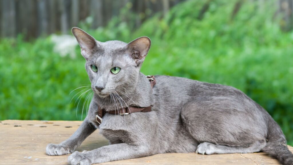 13 Gray Cat Breeds With Gorgeous Green Eyes