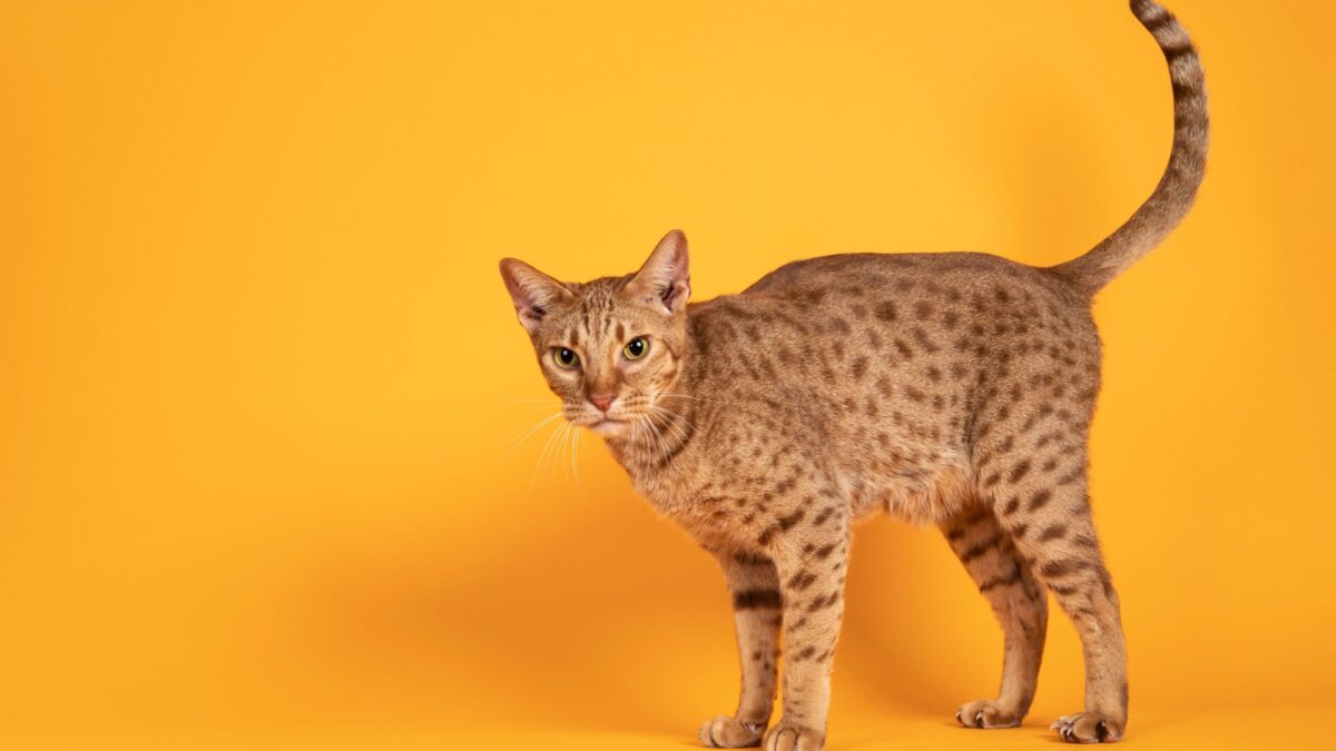 13 Largest Cat Breeds In The World That Will Truly Astonish You