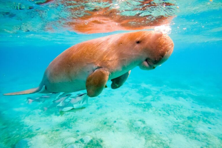 13 Marine Animals On The Brink Of Extinction