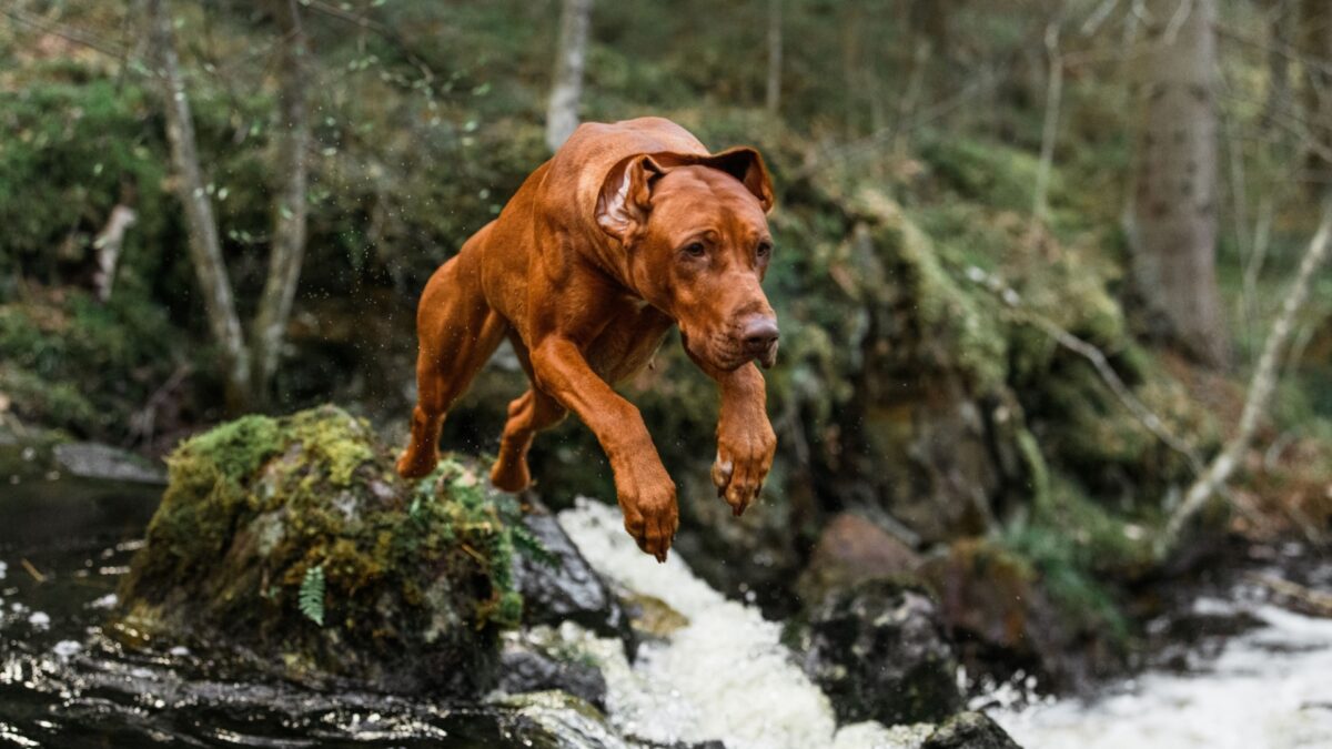 13 Muscular Dog Breeds That Win Hearts Across America