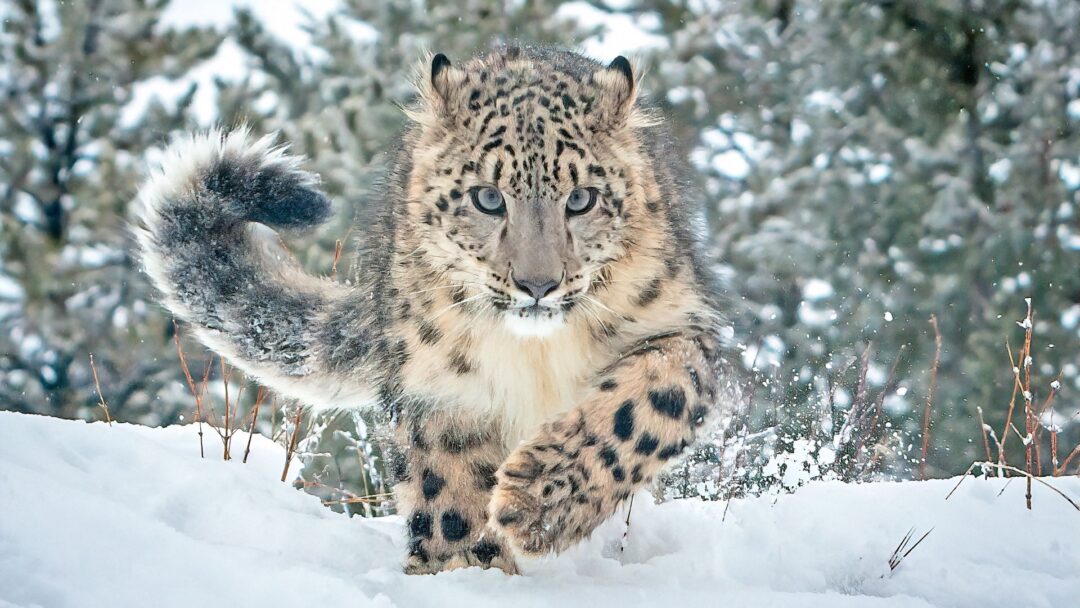 13 Resilient Animals That Lived Through The Ice Age
