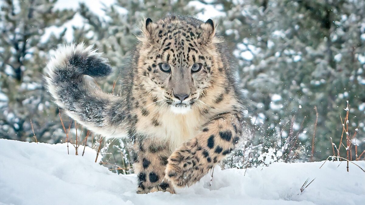 13 Resilient Animals That Lived Through The Ice Age