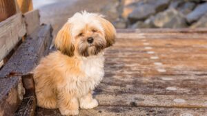 13 Stunning Lhasa Apso Colors And Markings That Will Leave You In Awe