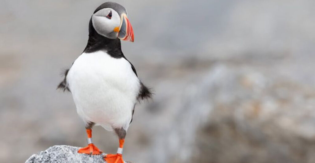 13 Incredible Arctic Animals That Thrive In Freezing Temperatures