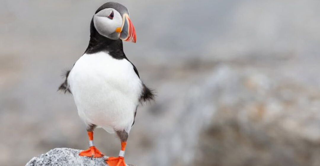 13 Incredible Arctic Animals That Thrive In Freezing Temperatures