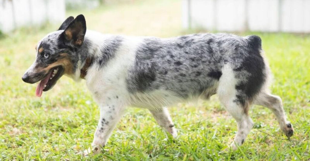 13 Irresistible Blue Heeler Mixes That Will Steal Your Heart