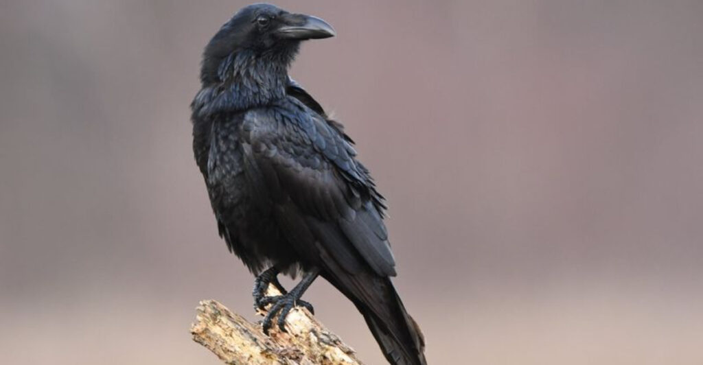13 Most Beautiful Black Birds In America