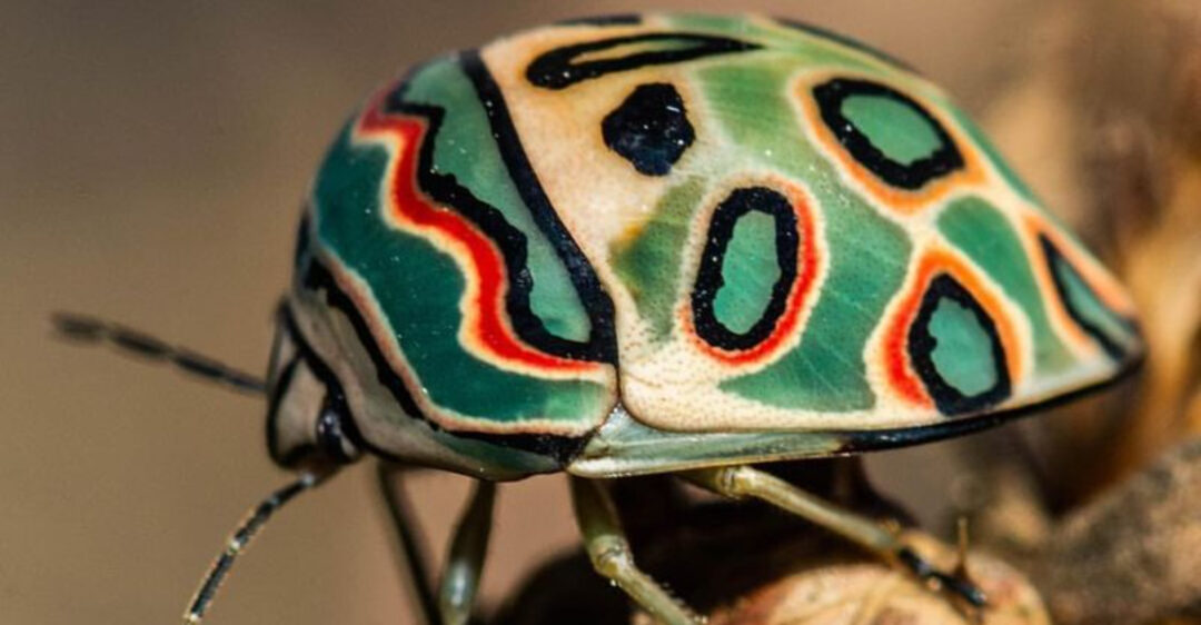 13 Stunning Crawlers That Are Even More Beautiful Than Butterflies