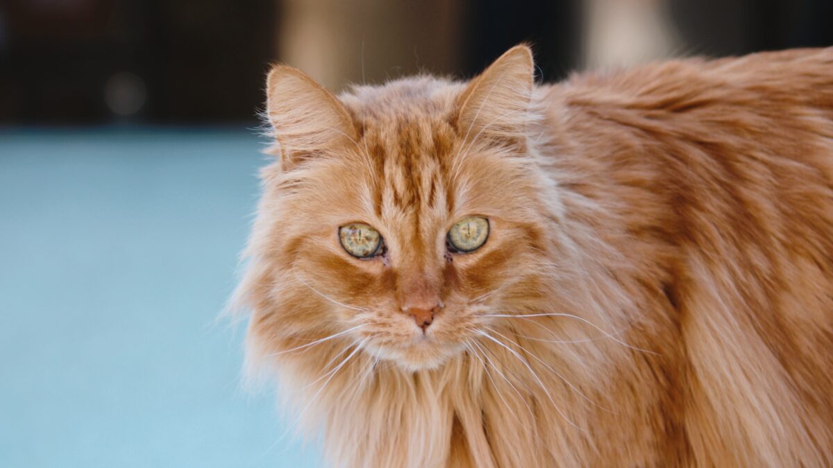 14 Fluffy Orange Tabby Cats You Will Want To Cuddle With