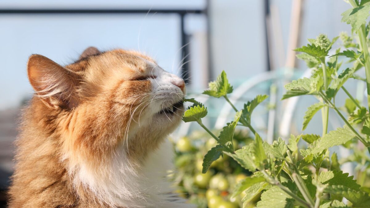 14 Smells That Cats Absolutely Hate (And 4 Scents They Adore!)