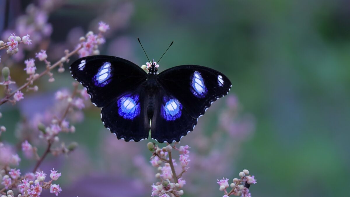 14 Stunning Butterflies That Will Take Your Breath Away