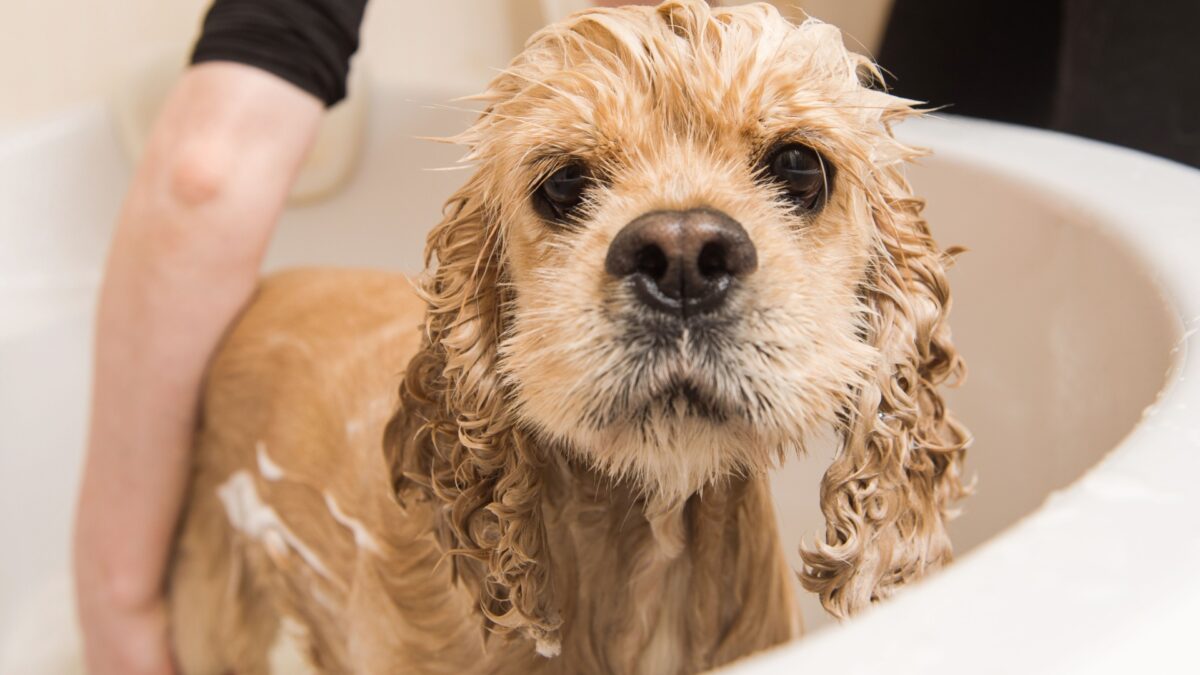 15 Dog Breeds Known For Their Strong Smell