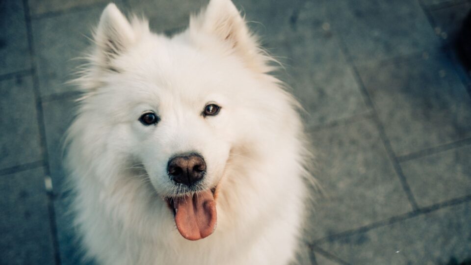 15 Fun Facts About The Adorable Samoyed