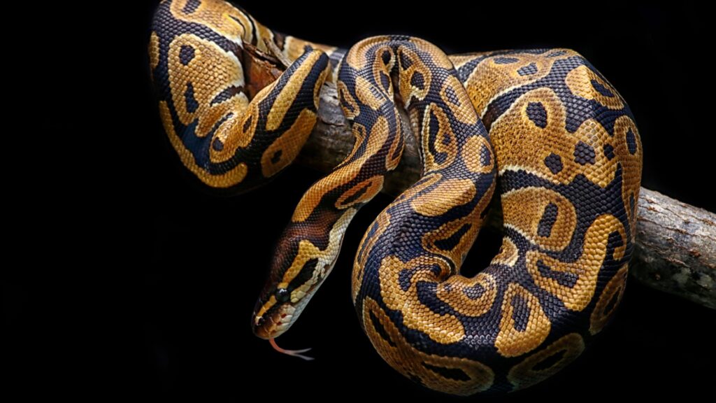 15 Largest Snakes In The World Ranked From Biggest To Smallest