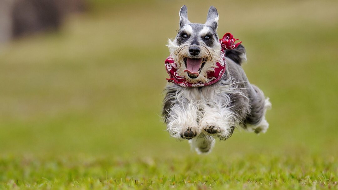 15 Mischievous Dog Breeds Ready To Spoil Your Day