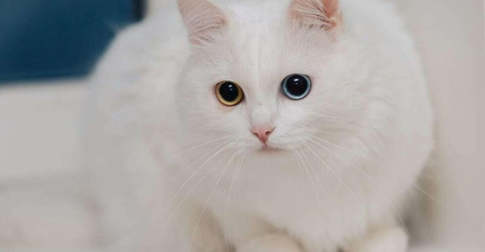 15 Cat Breeds That Might Surprise You With Their Aggressive Side