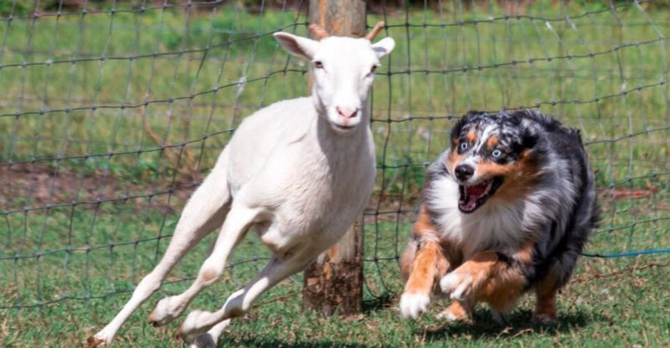 15 Cattle Dog Breeds That Are Masters Of Herding And Protection