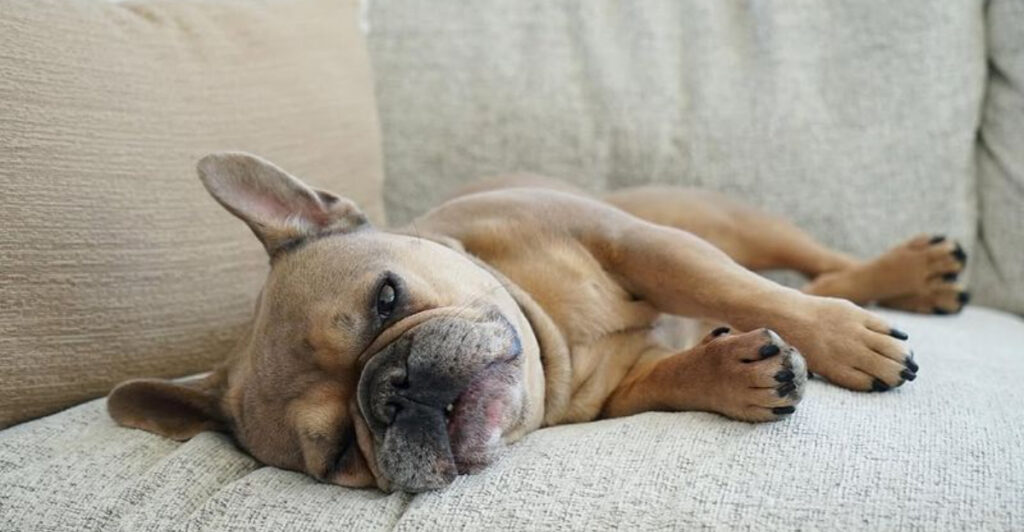 15 Chill Dog Breeds Perfect For Couch Potatoes And Lazy Days