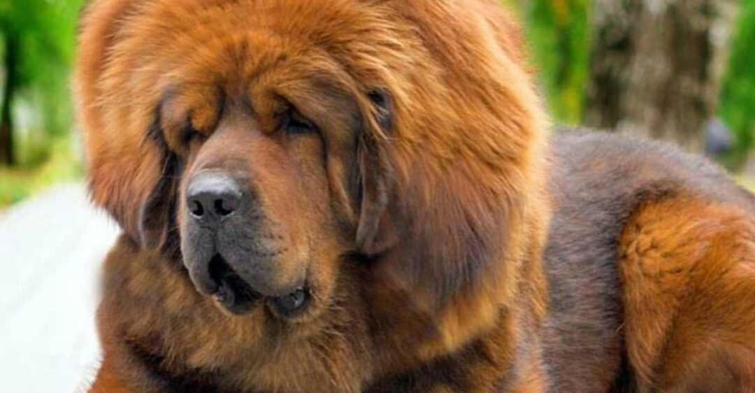 15 Dog Breeds With Lion-Like Manes You Won't Believe Are Real
