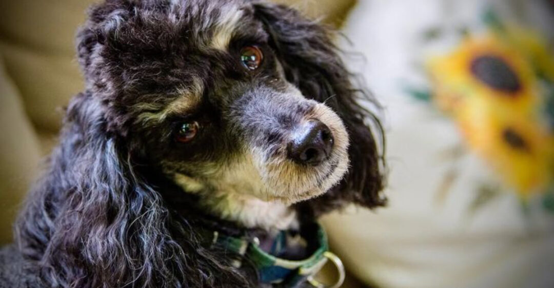 15 Surprising Facts You Need To Know Before Getting A Phantom Poodle