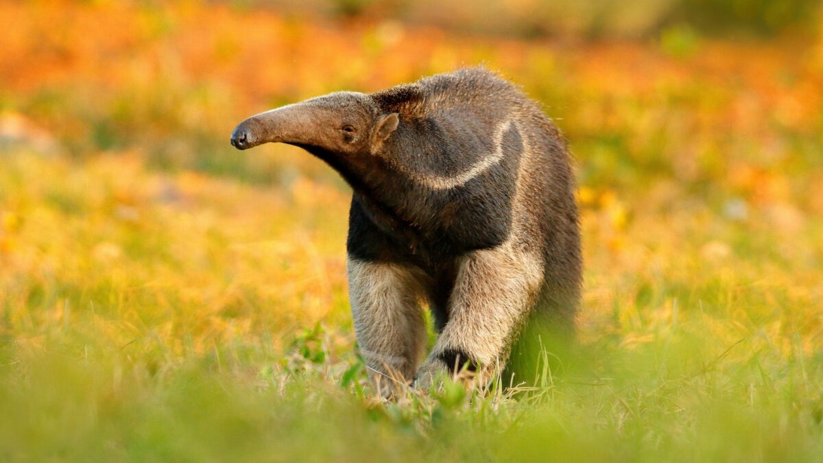 16 Independent Animals Who Prefer Their Own Company