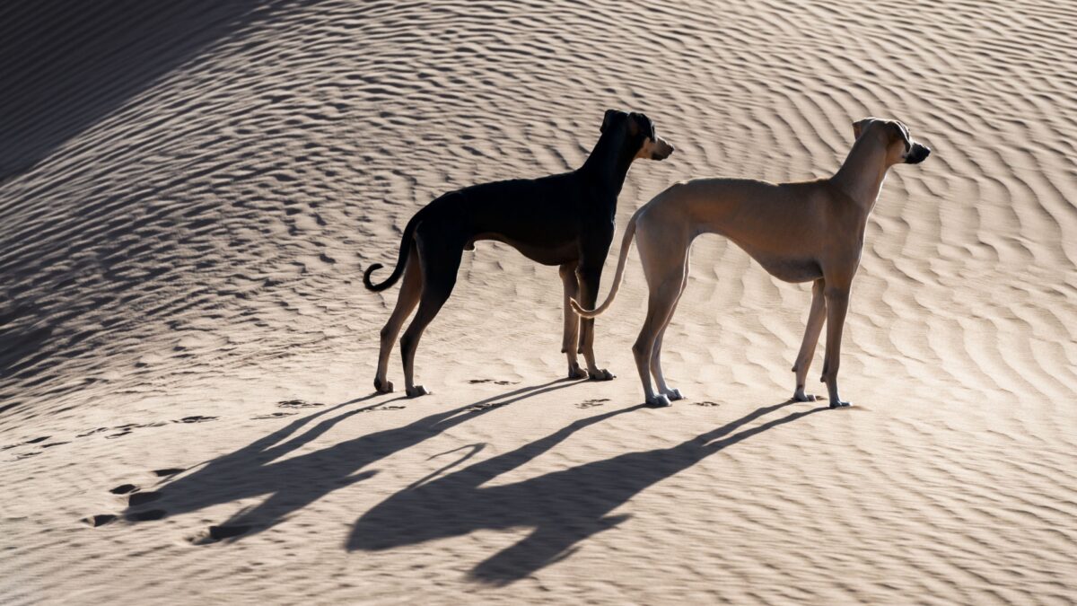 16 Slender Dog Breeds As Elegant As Deer