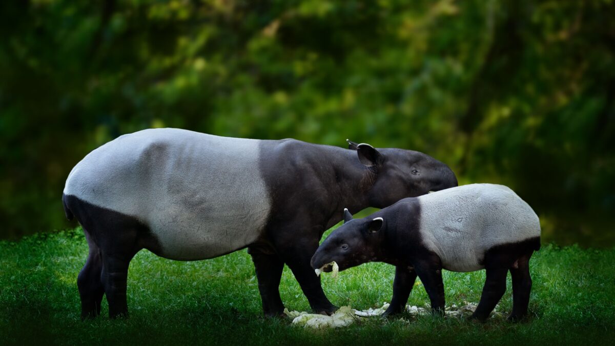 19 Endangered Species That Prove Recovery Is Possible