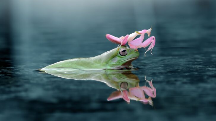 19 Extraordinary Animals You Won’t Believe Exist