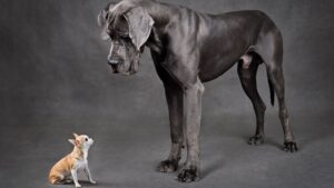 19 Tallest Dog Breeds That Tower Over The Rest