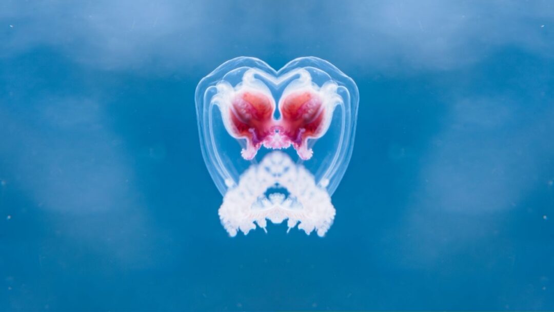 20 Incredible Animals That Have The Power To Clone Themselves