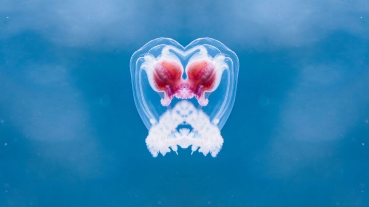 20 Incredible Animals That Have The Power To Clone Themselves