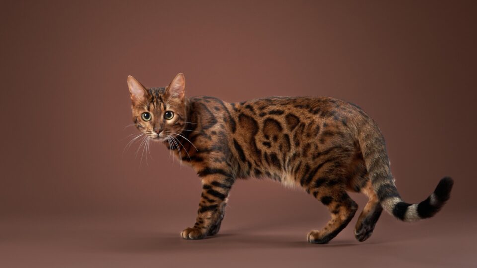 20 Most Famous Brown Cat Breeds Everyone’s Talking About