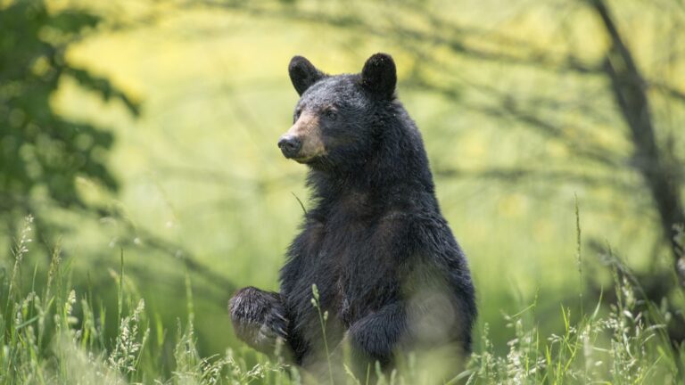 20 U.S. States With The Highest Black Bear Populations - Animalko