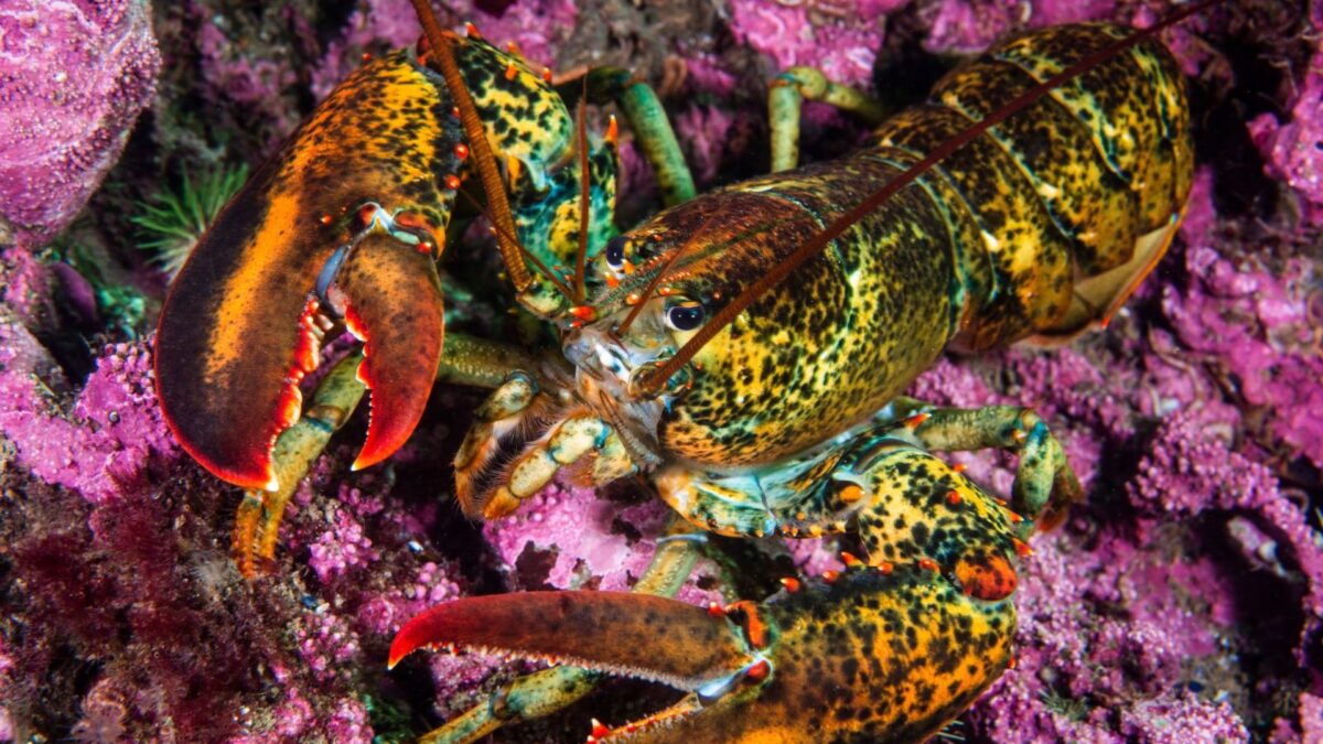 22 Incredible Animals That Live Over 100 Years And Defy Aging