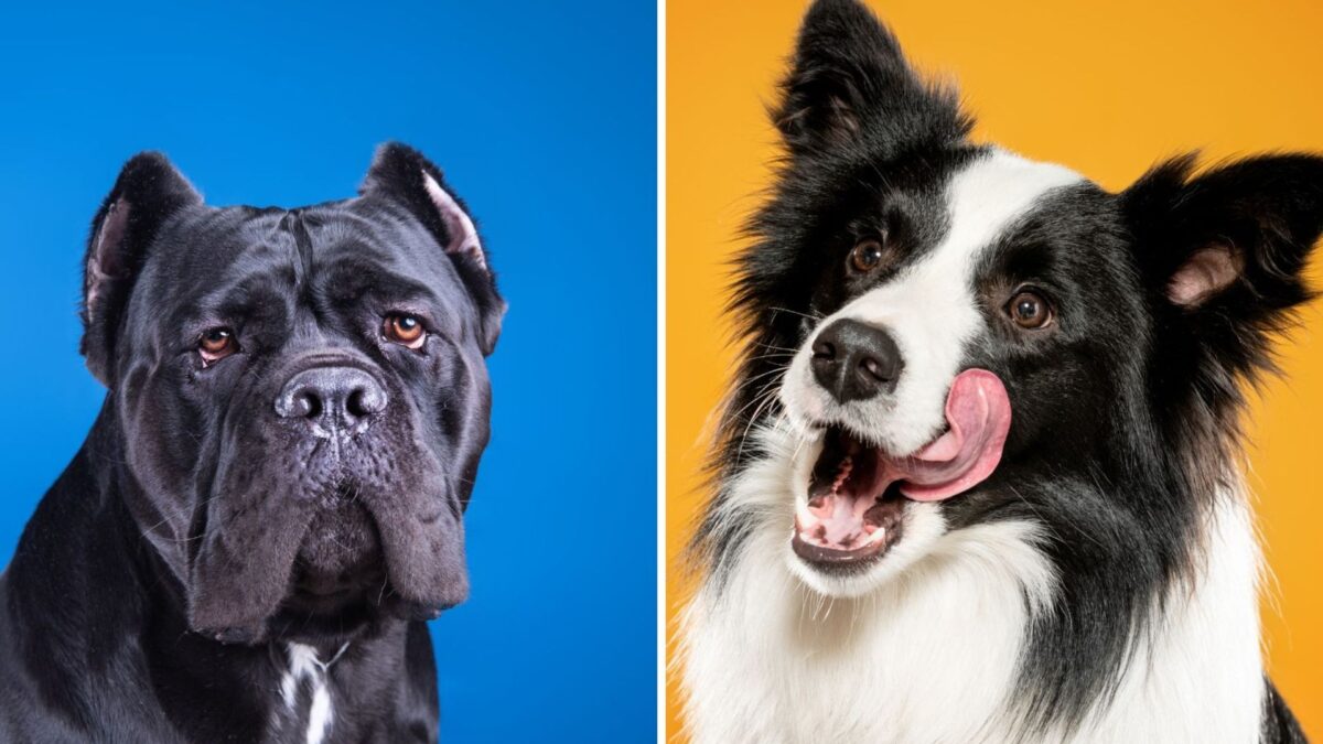 22 Incredible Cane Corso Mixes You’ll Want To Meet Right Now