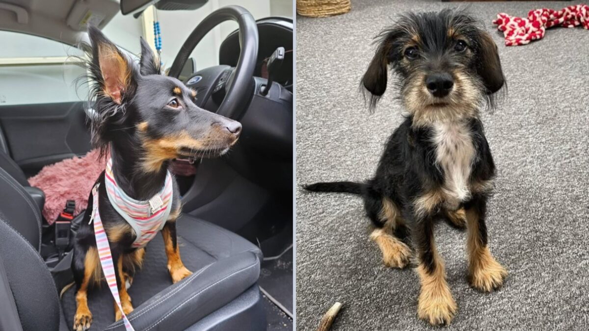 17 Rising Dog Breeds Gaining Popularity Fast In 2025