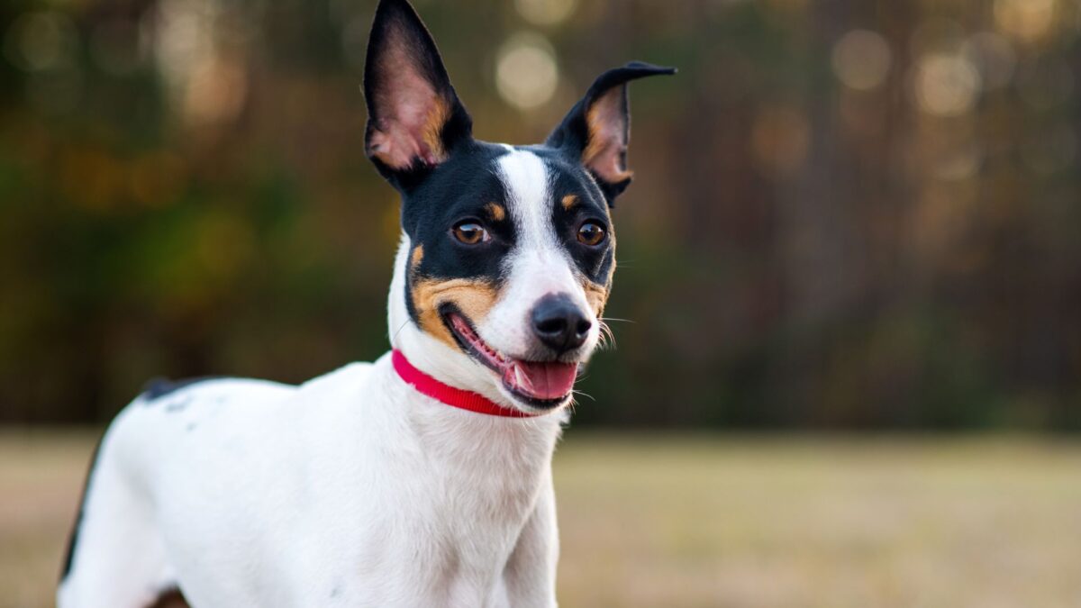 22 Healthiest And Longest Living Dog Breeds