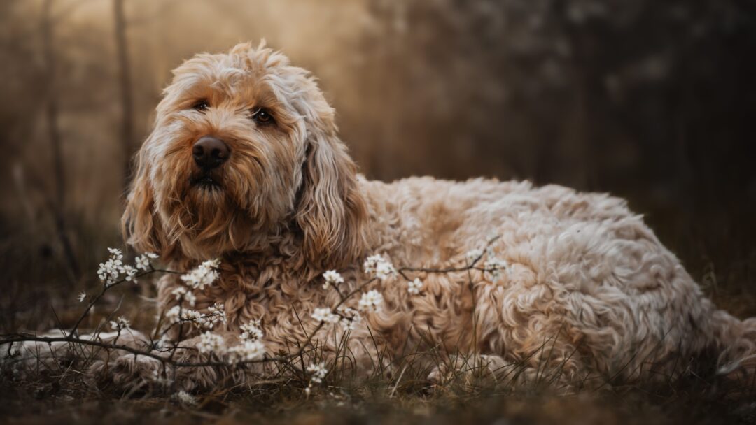 26 Small Curly-Haired Dogs You’ll Want To Cuddle All Day Long