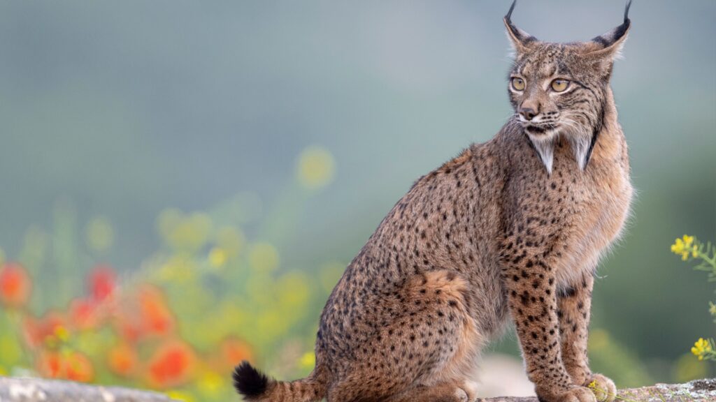 37 Incredible Wild Cat Breeds From Around The World
