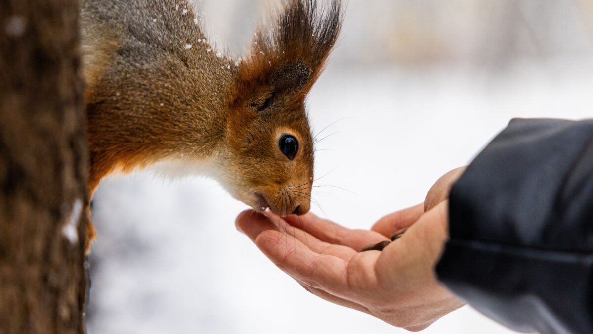6 Animals That Have Adapted To Surviving In Cities