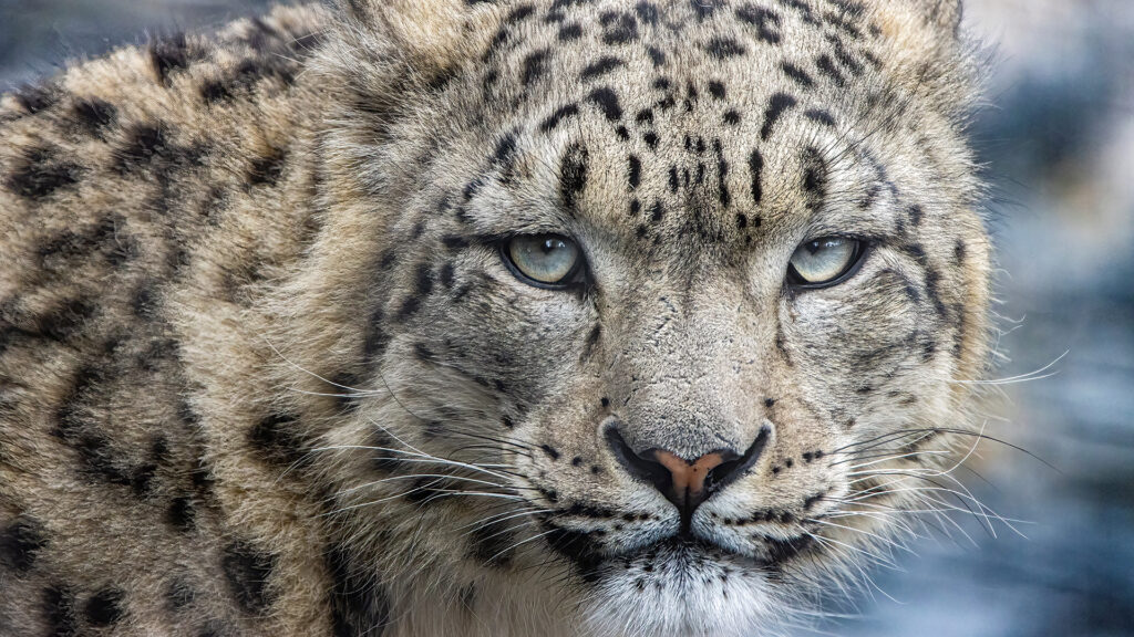 6 Most Stunning Animals That Will Leave You Awestruck With Their Beauty