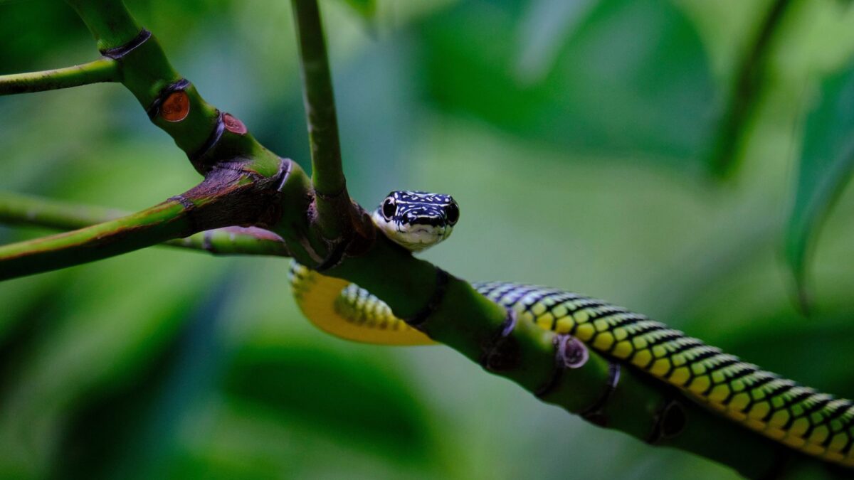 9 Rare Horse Colors And Coat Patterns