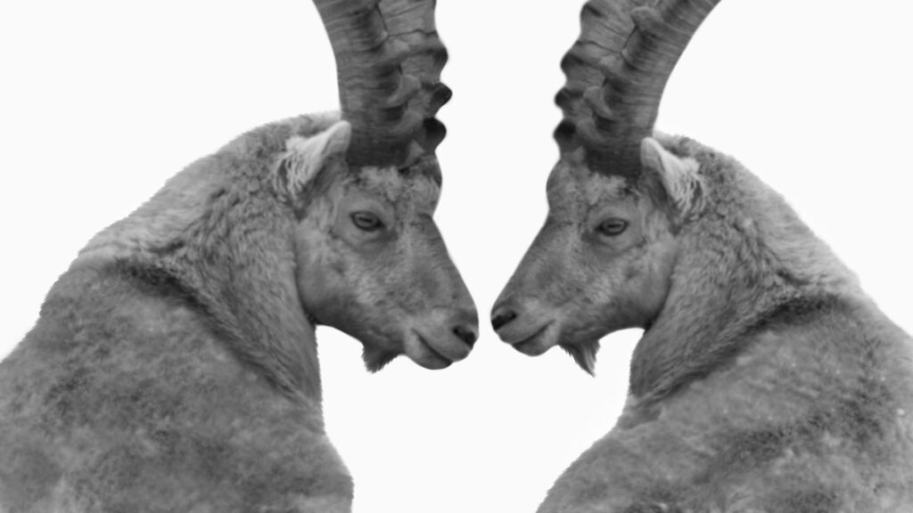 6 Successfully Cloned Animals That Will Blow Your Mind