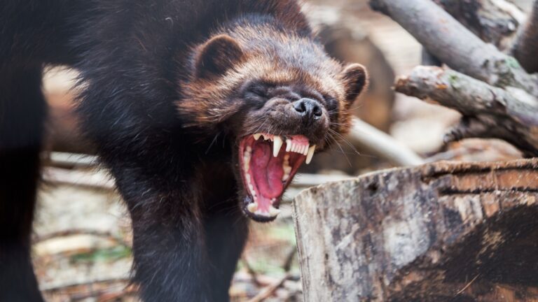 6 U.S. States Where You Can Spot Wolverines And What You Need To Know
