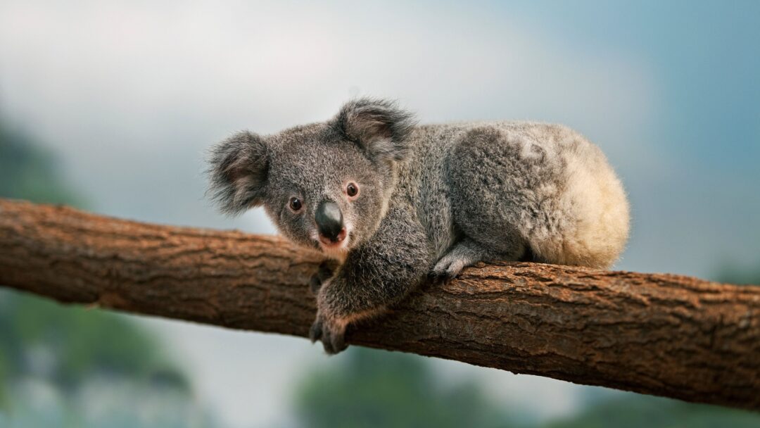 11 Incredible Animals With Jaw-Dropping Jumping Skills