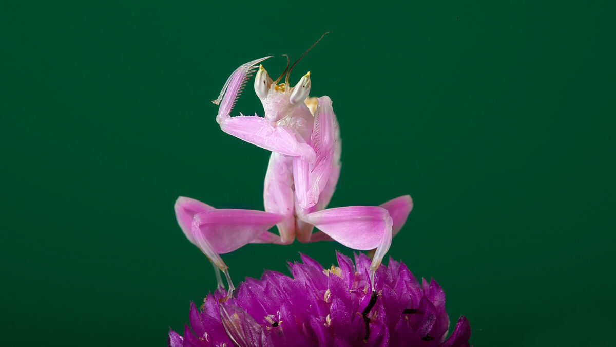 7 Animals That Use Mimicry To Trick Their Predators