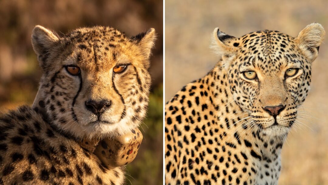 7 Key Differences Between Cheetahs And Leopard You Probably Never Knew